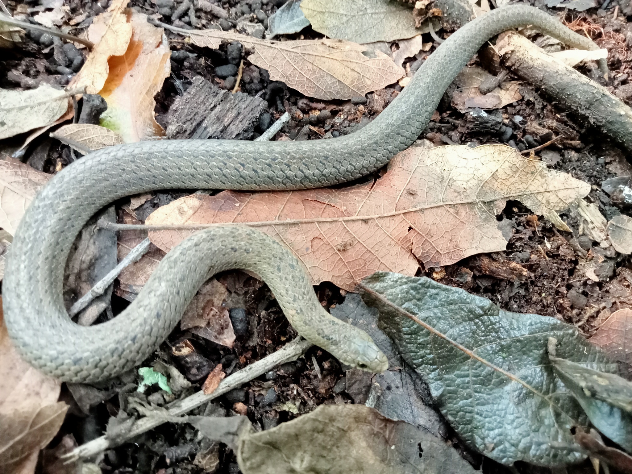 Conopsis biserialis (Taylor & Smith, 1942)