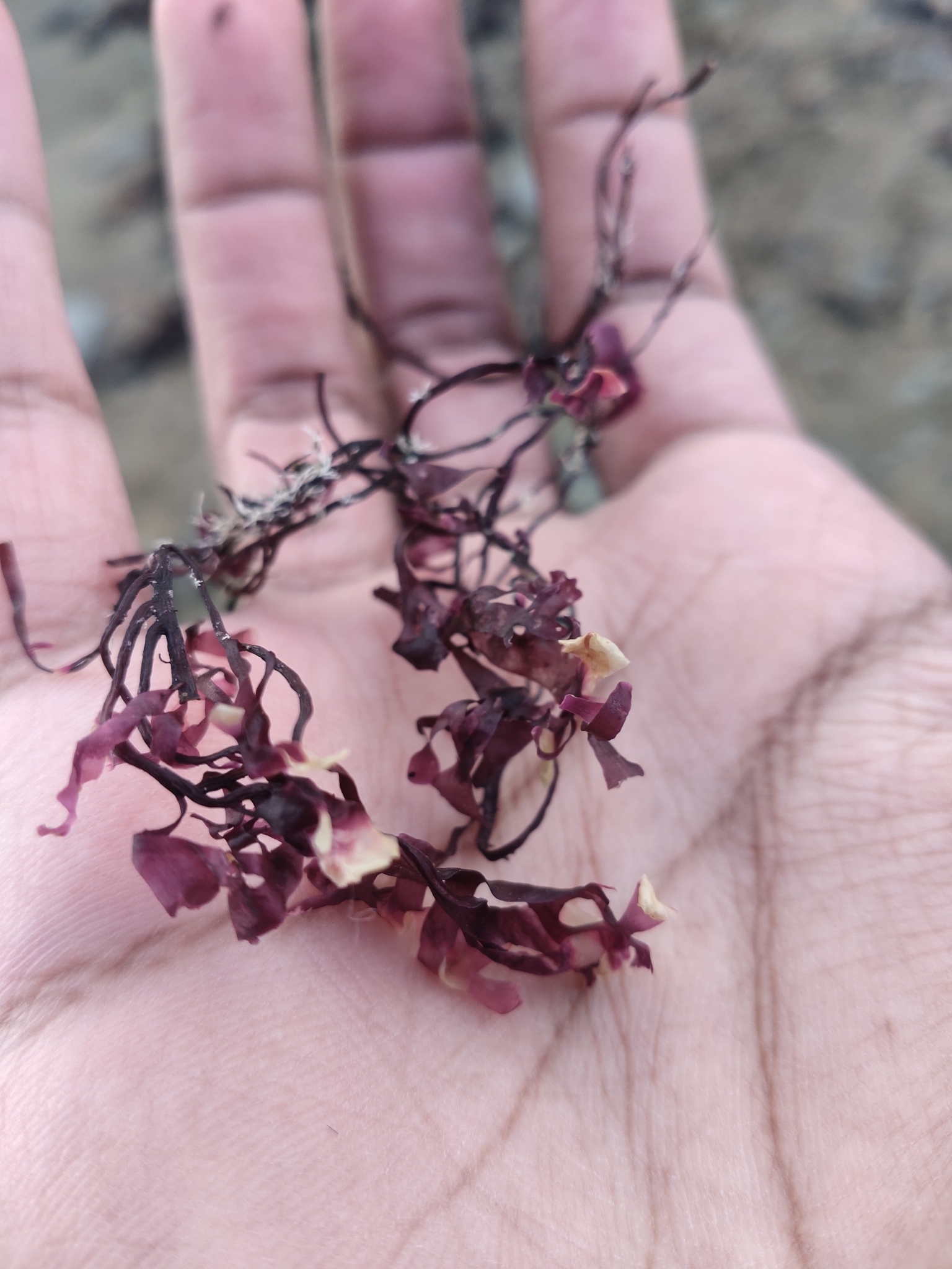 Chondrus crispus Stackhouse