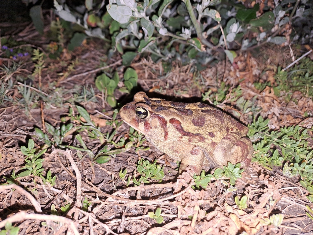 Eastern Leopard Toad from Farms Port Elizabeth, Gqeberha, 6018, South ...