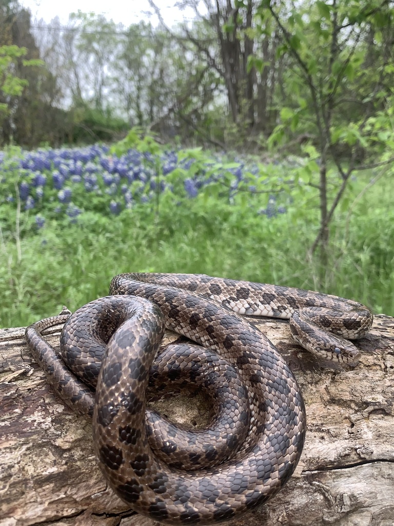 Prairie Kingsnake in March 2023 by Kevin Graham. Lifer · iNaturalist