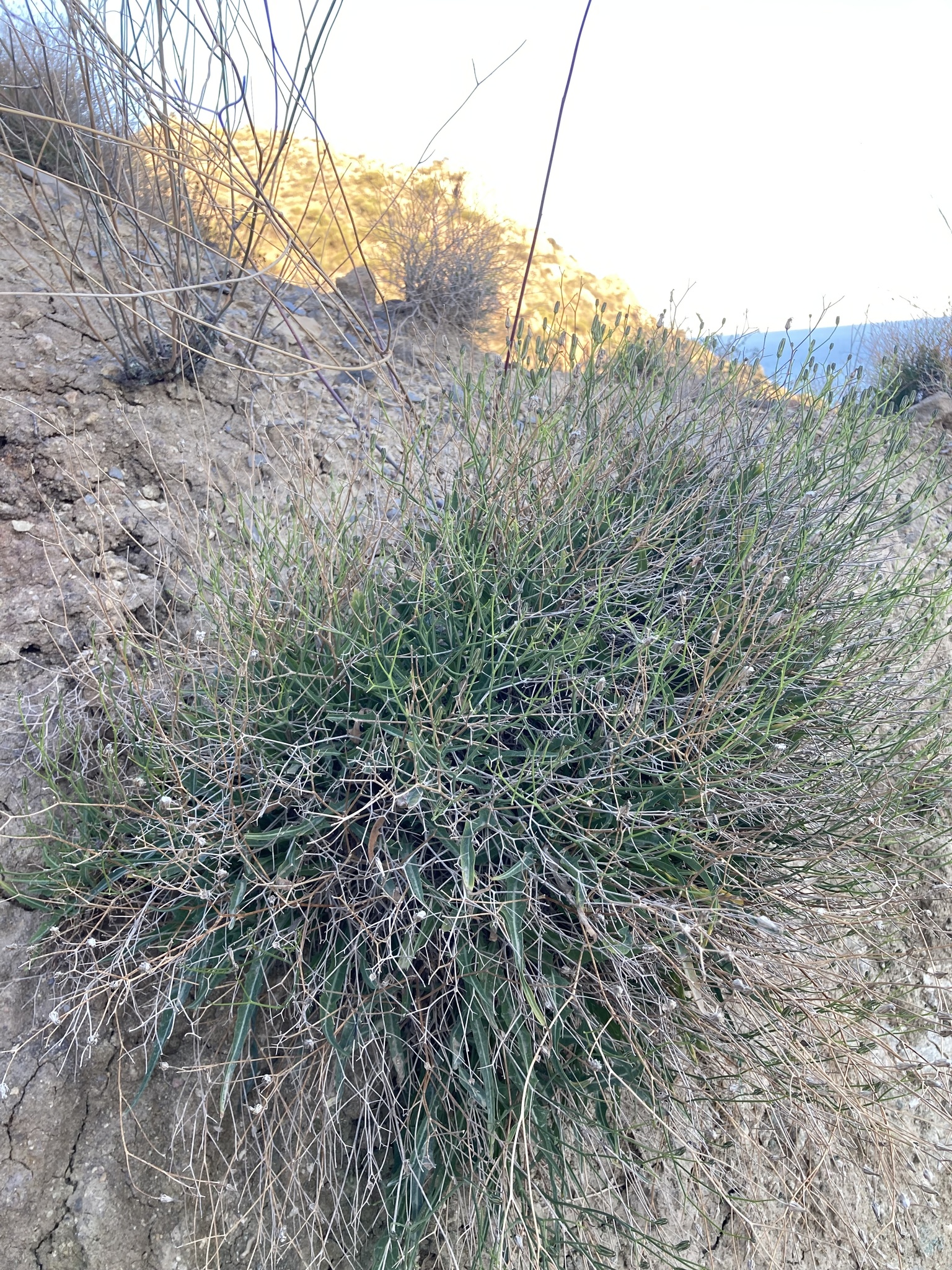 Launaea lanifera Pau