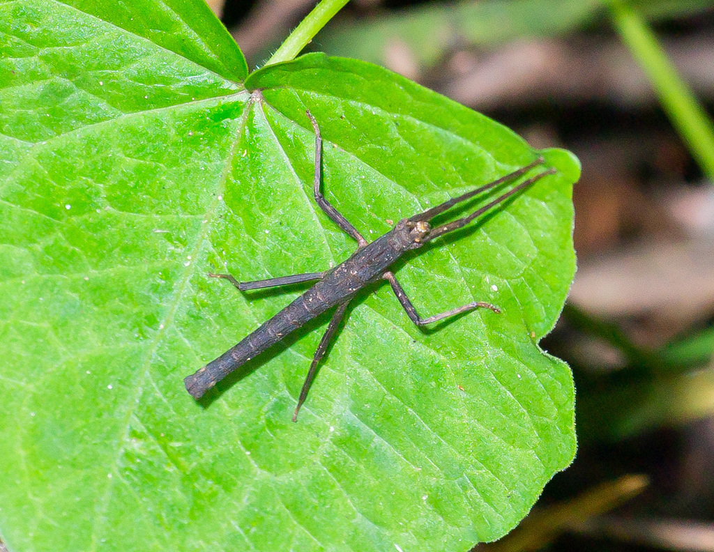 Stick Insects from 中国云南省西双版纳傣族自治州勐腊县 on March 22, 2023 at 11:03 PM by ...