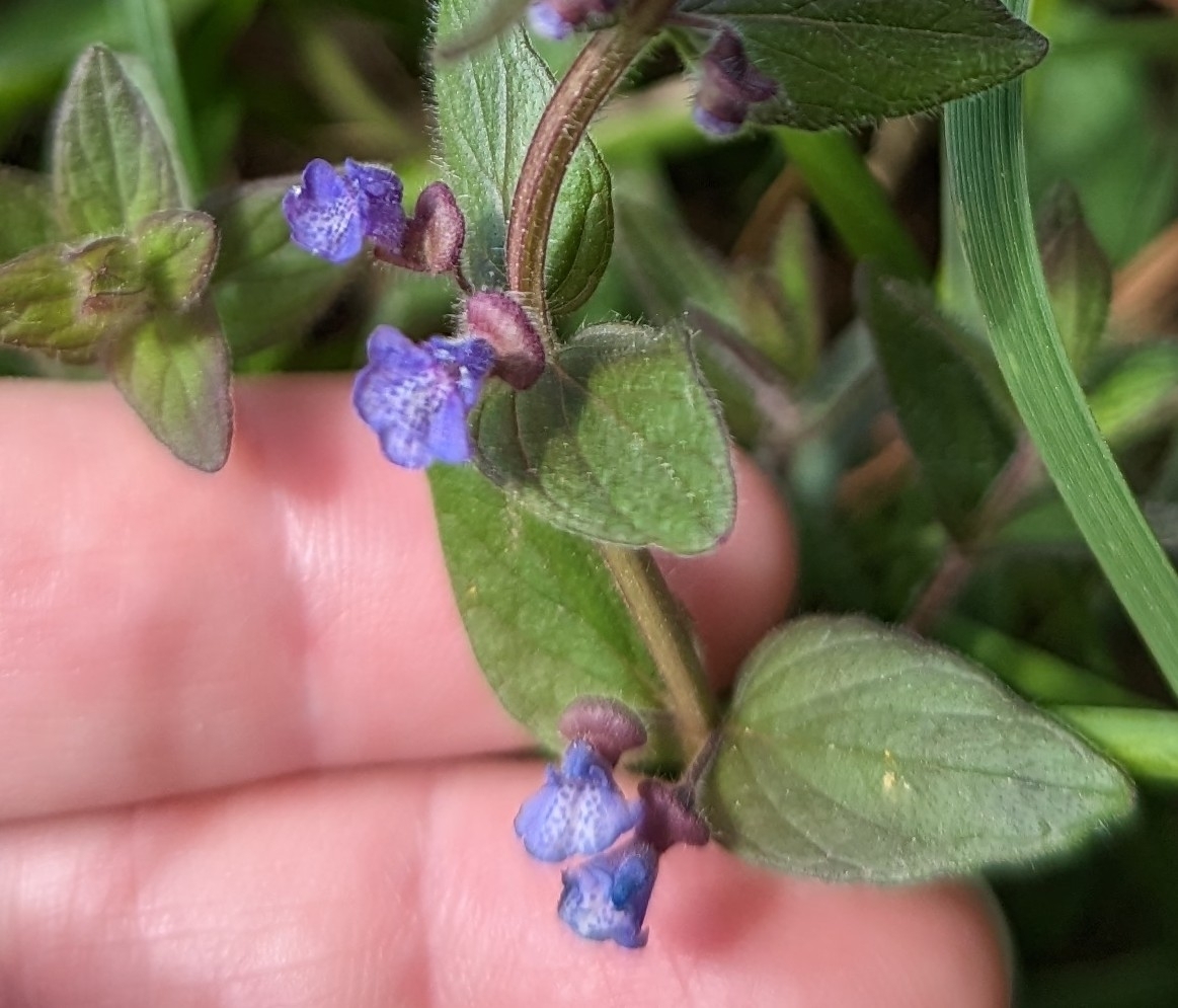 Scutellaria parvula Michx.