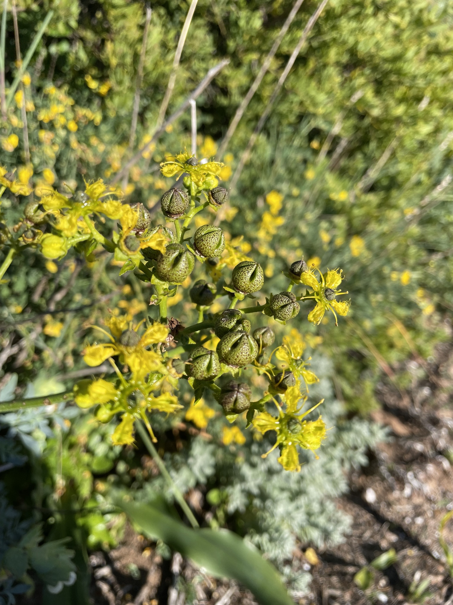 Ruta angustifolia Pers.