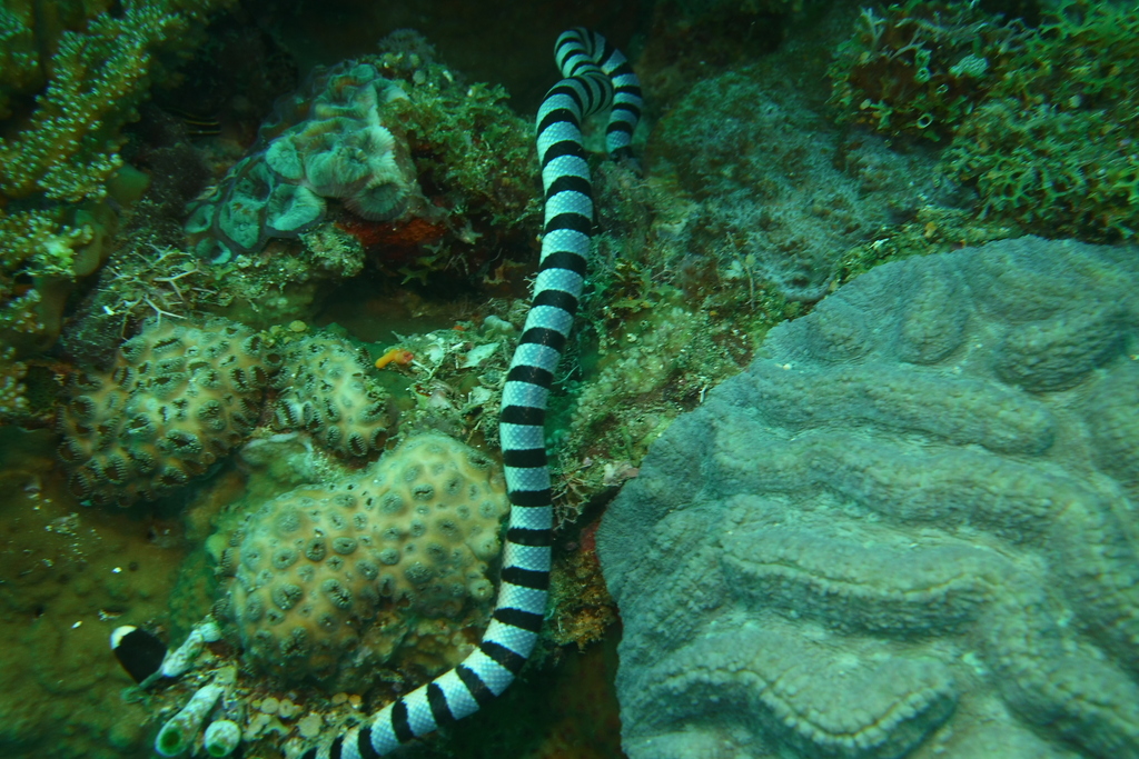 Sea Kraits from Dauis, PH-BO, PH on August 12, 2022 at 02:44 PM by ...