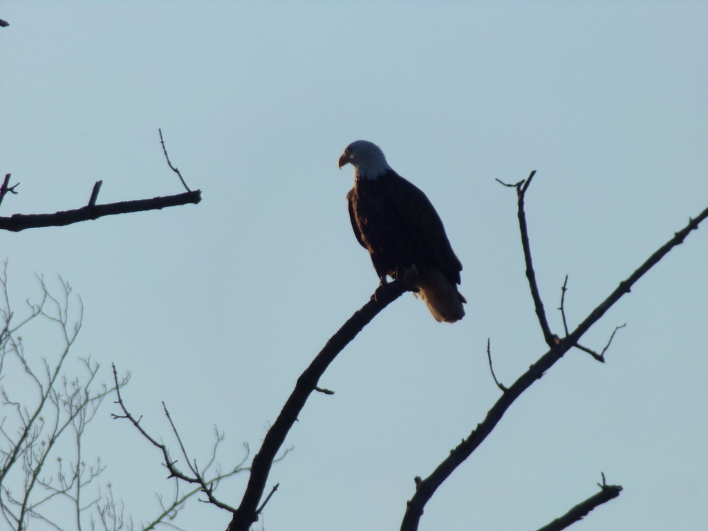 Bald Eagle from Urbana, IL, USA on March 19, 2023 at 04:15 PM by ...