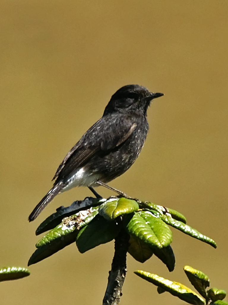 Pied Bushchat (Birds of Timor-Leste) · iNaturalist