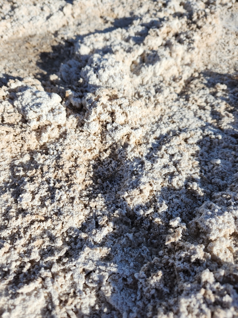 Anconia hebardi from Tularosa, NM 88352, USA on March 22, 2023 at 08:31 ...