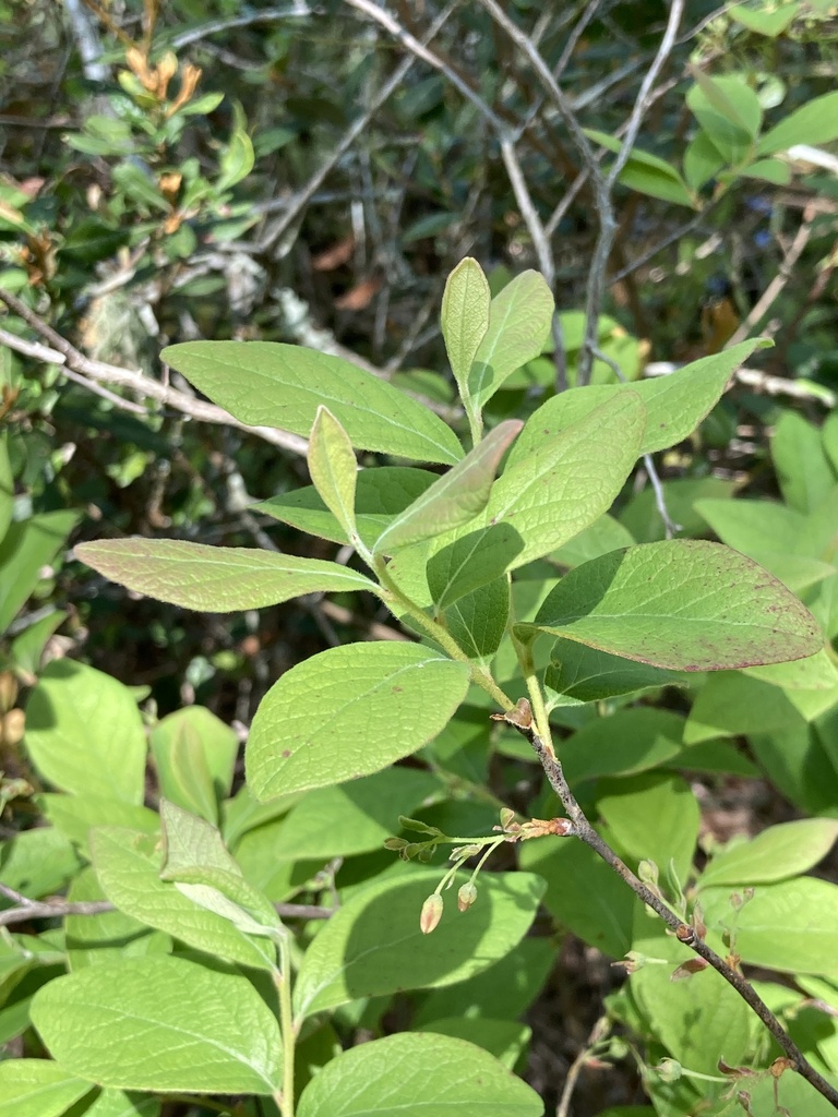 blue huckleberry from Florida State Parks, White Springs, FL, US on ...