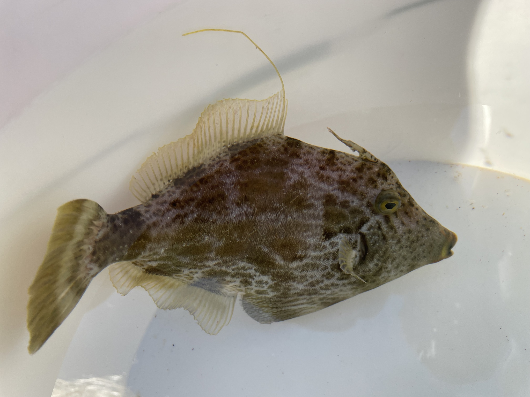 Stephanolepis diaspros Fraser-Brunner, 1940