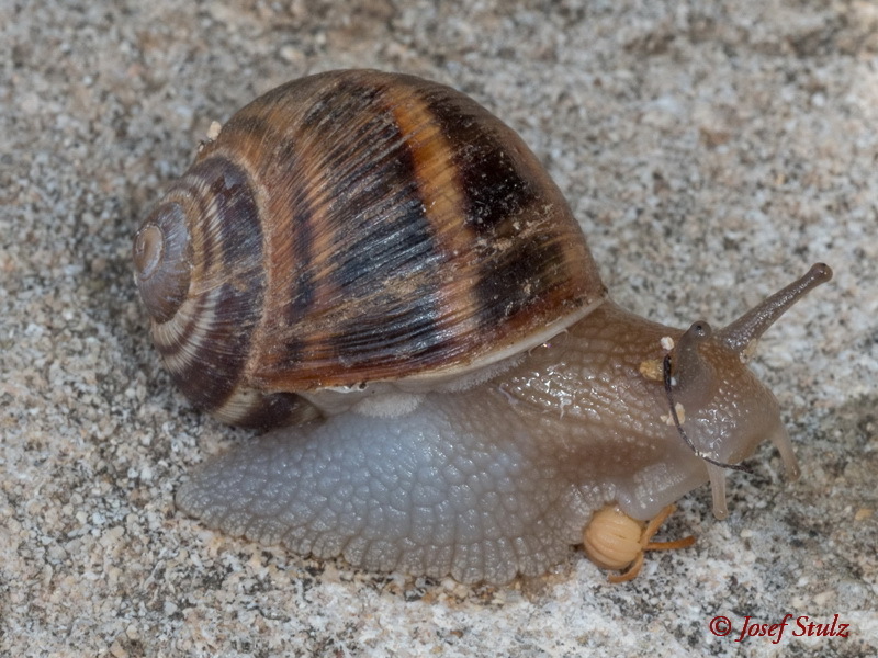 Helix cincta O.F.Müller, 1774