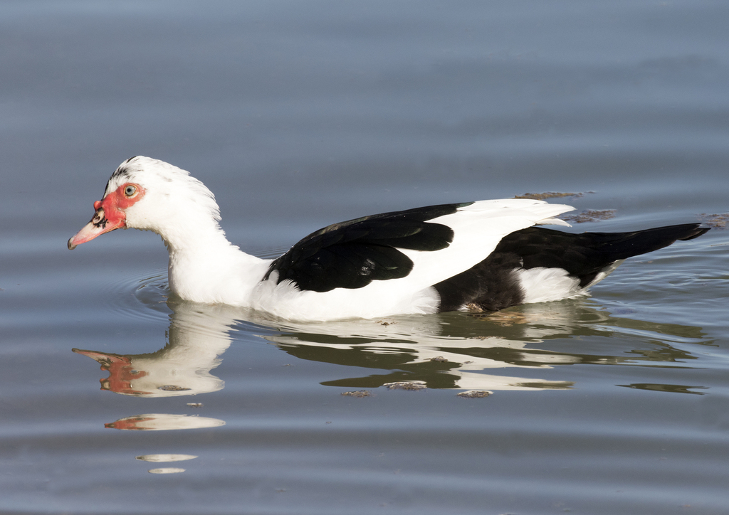 Warzenente (Madeira Birds - Wasservögel) · iNaturalist