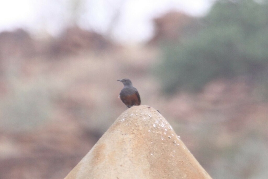 Mocking Cliff-Chat from Vhembe District Municipality, South Africa on ...