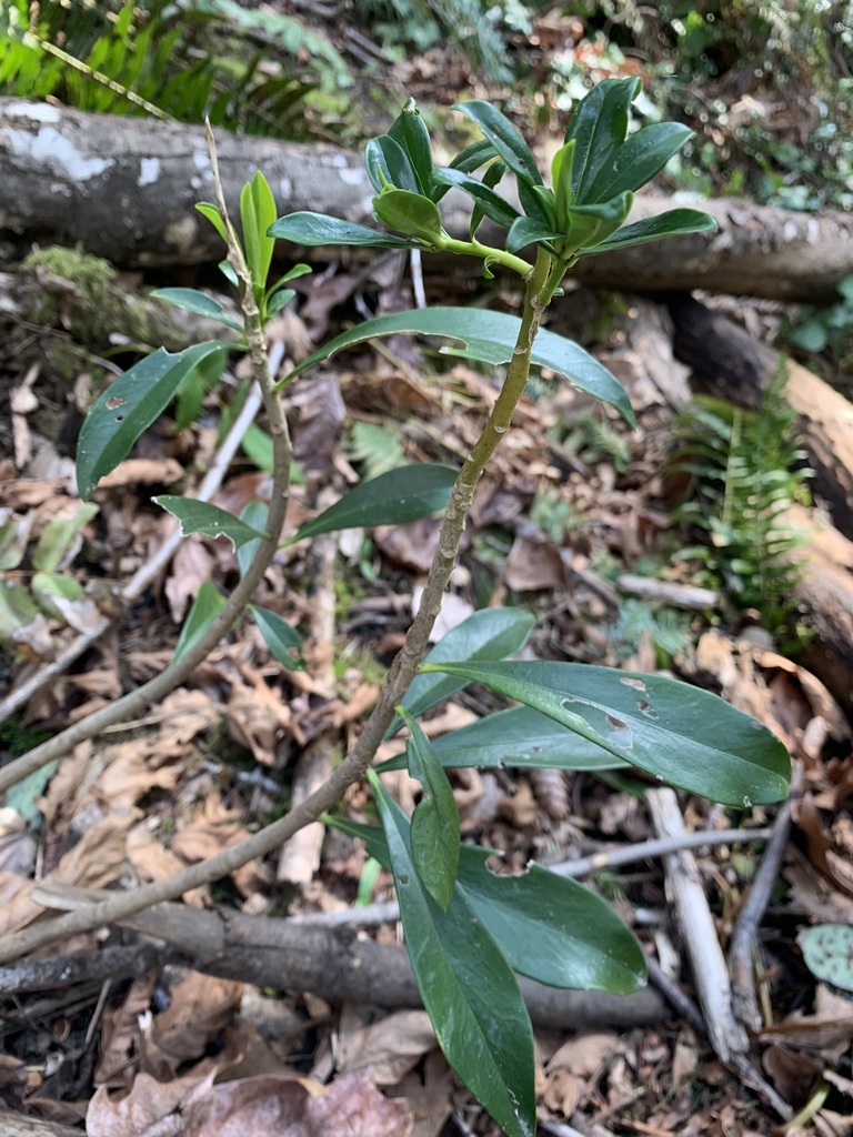 Spurge-laurel from Capital, BC, Canada on March 22, 2023 at 10:44 AM by ...