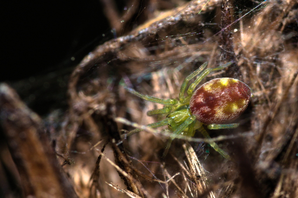 Bleeding Heart Spider from Plan des 4 Seigneurs, 34090 Montpellier, France on November 9, 2017 ...
