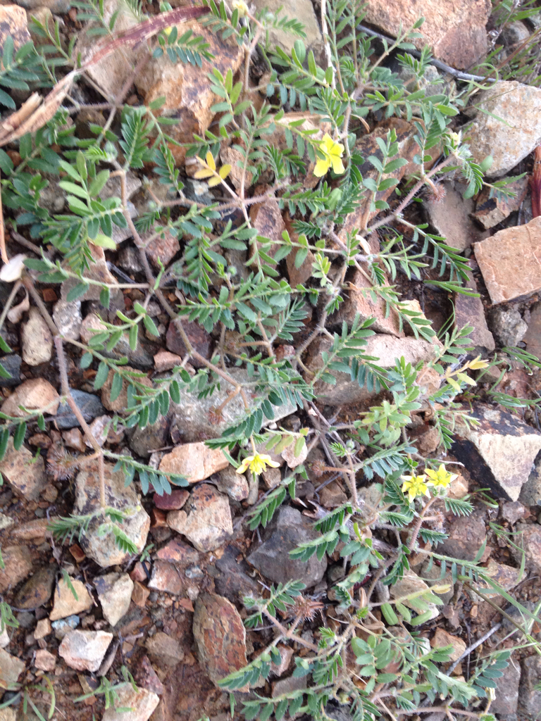 Puncturevine (Noxious Weeds of Colorado) · iNaturalist