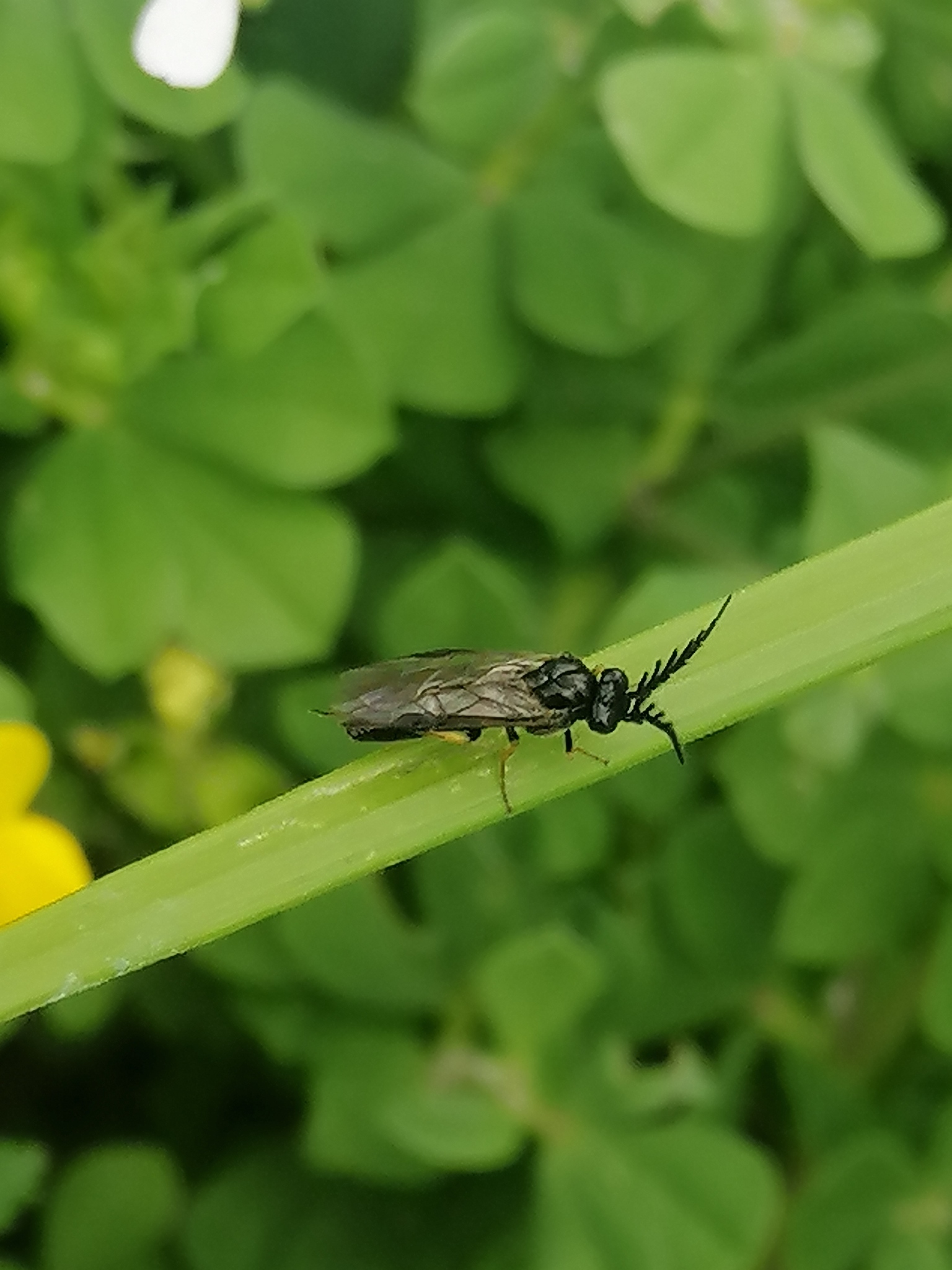 Cladius pectinicornis (Geoffroy, 1785)