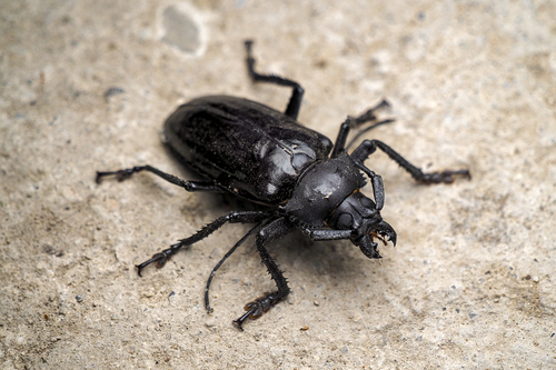 Genus Rhaphipodus · iNaturalist