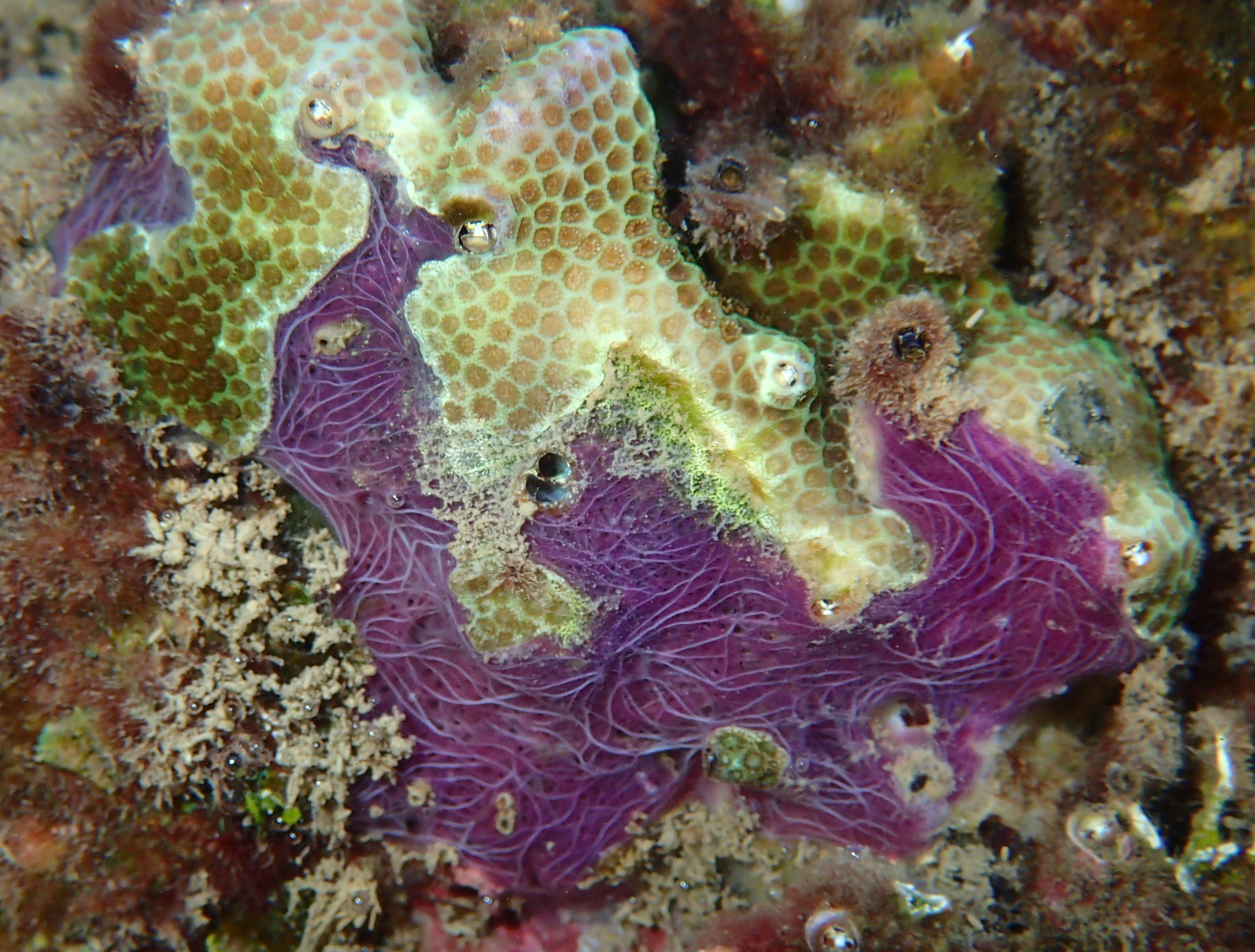 Chalinidae