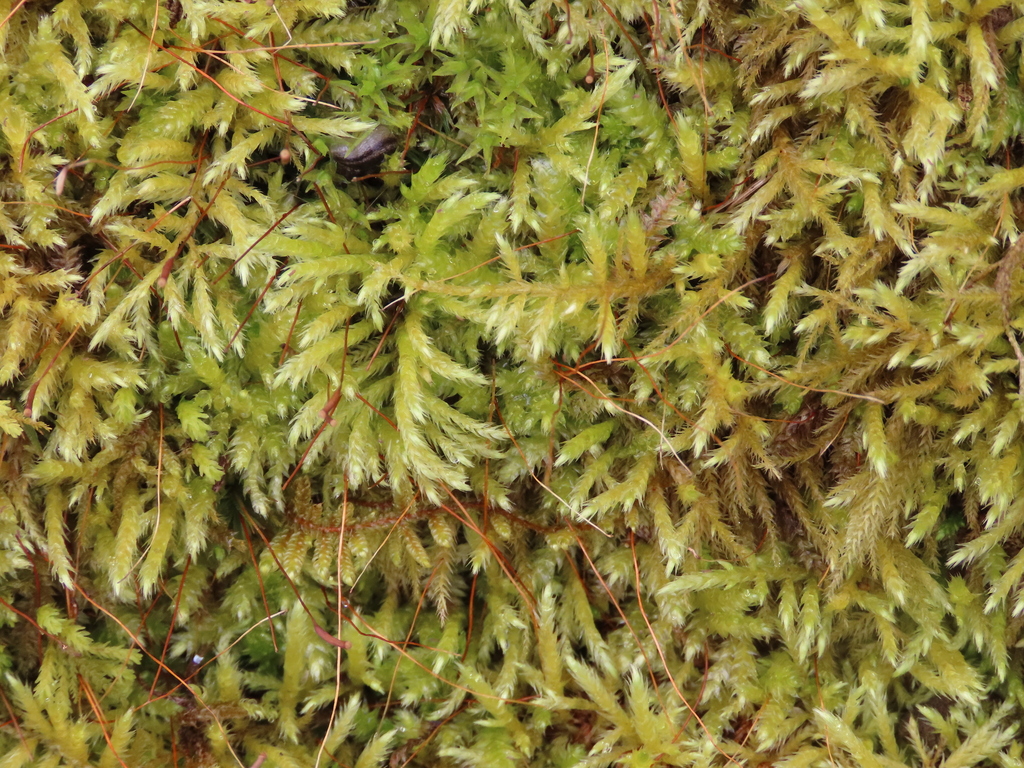 Beautiful Branch Moss in March 2023 by Chuck Cantley · iNaturalist