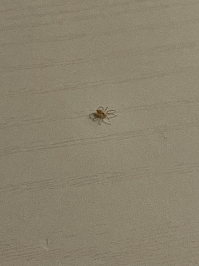 Wall Spiders from Athens, GA, USA on March 15, 2023 at 10:55 PM by ...