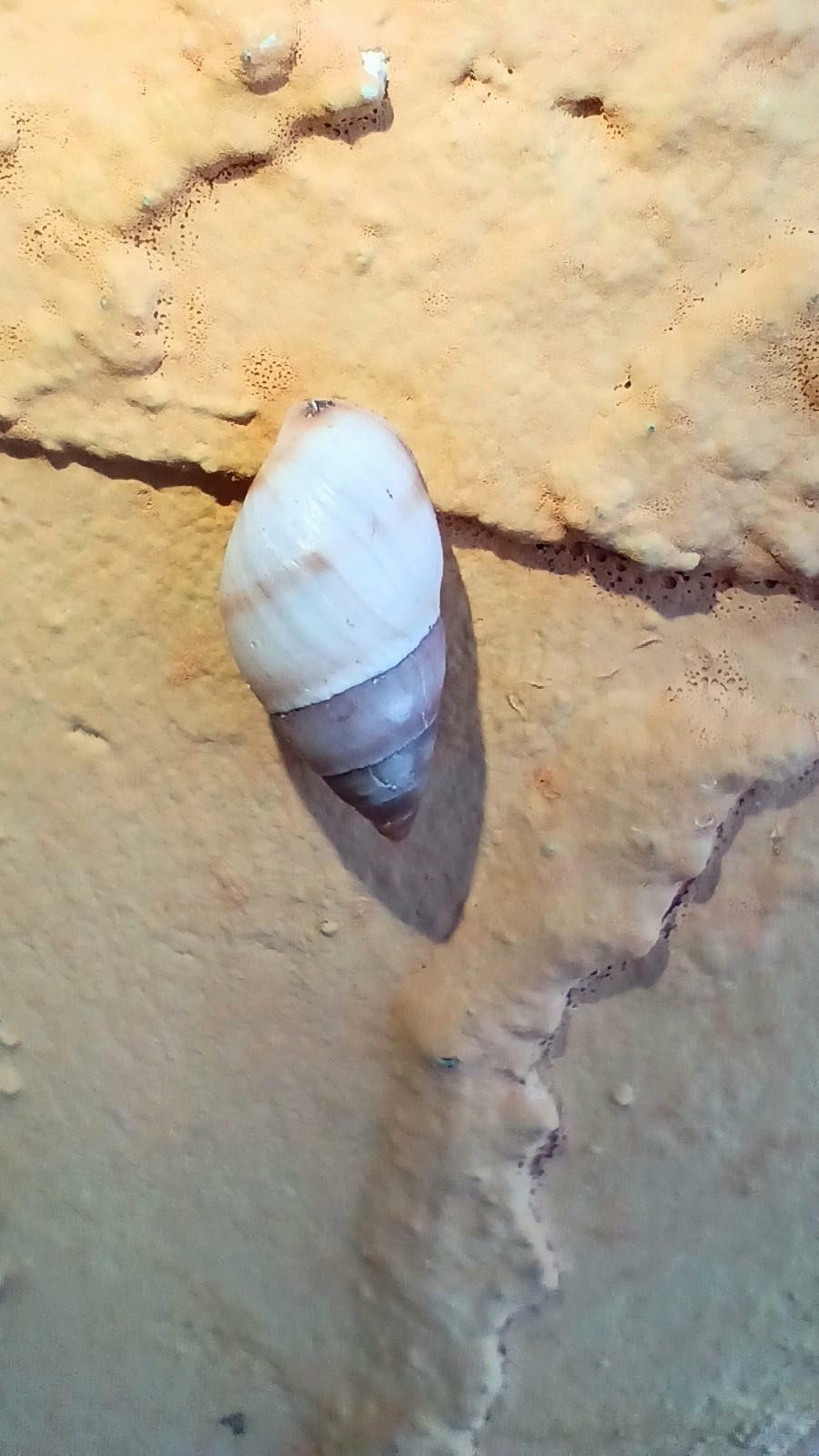 Bulimulus guadalupensis (Bruguière, 1789)