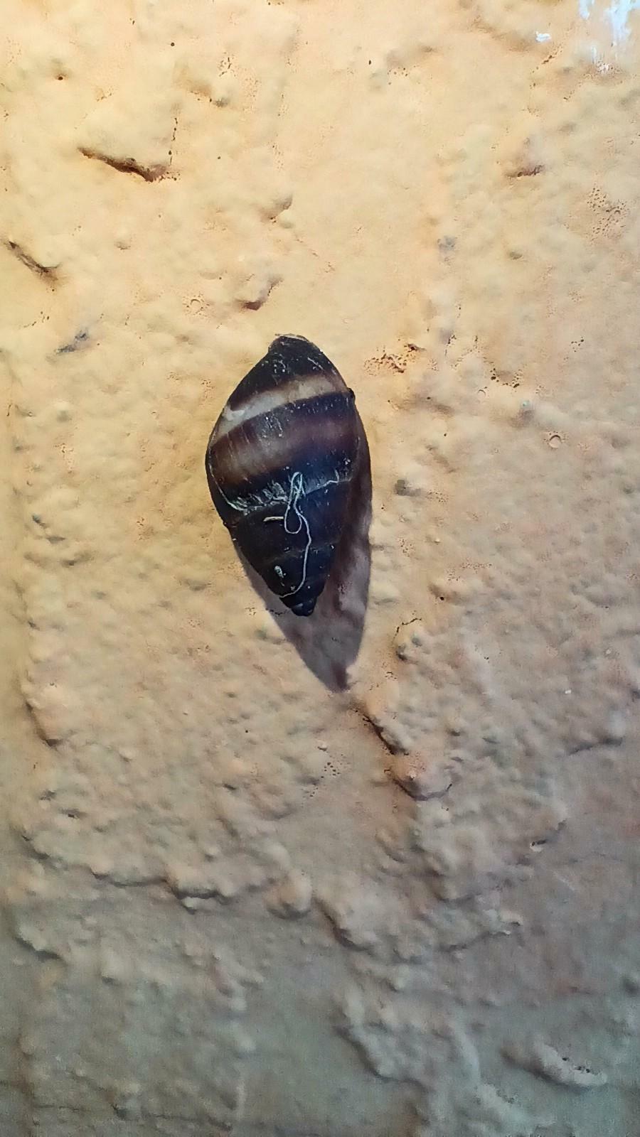 Bulimulus guadalupensis (Bruguière, 1789)