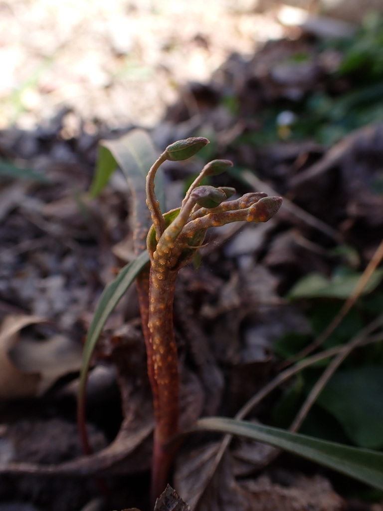 spring beauty rust from Rockville, MD, USA on March 20, 2023 at 01:47 ...