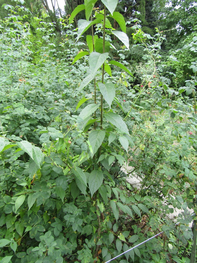 Gutta-percha Tree in September 2022 by Oleksandr Shynder ...