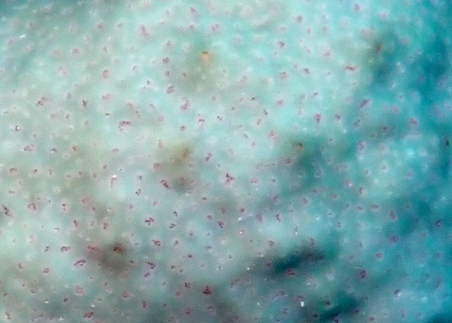 Trididemnum solidum (Van Name, 1902)