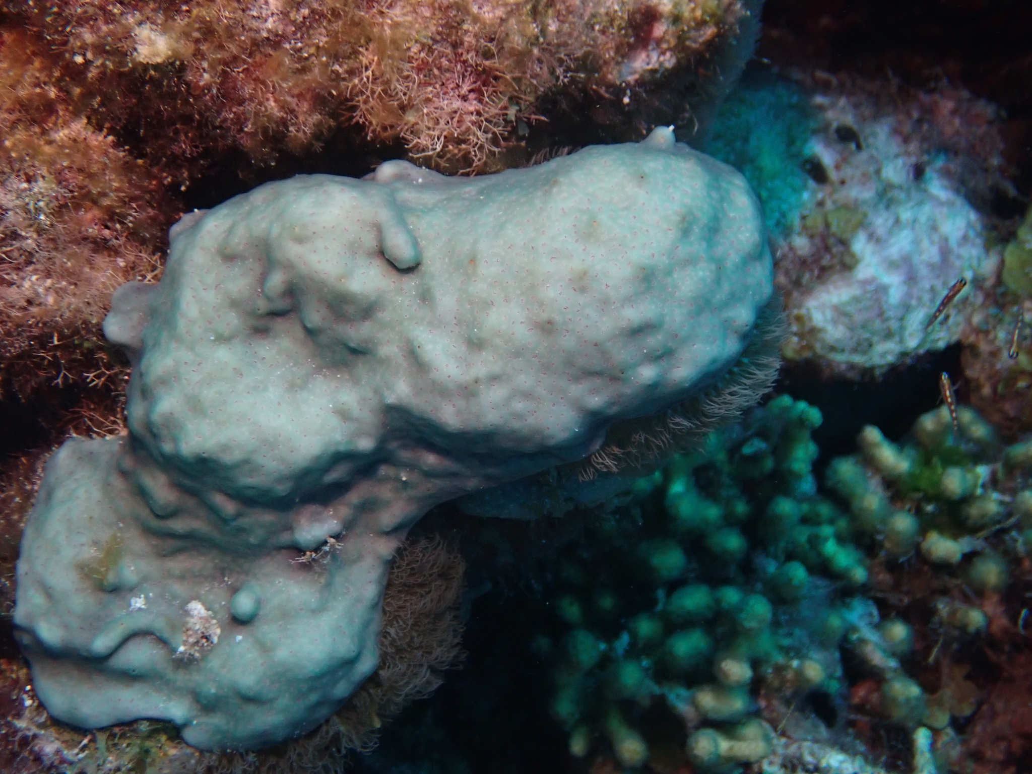 Trididemnum solidum (Van Name, 1902)