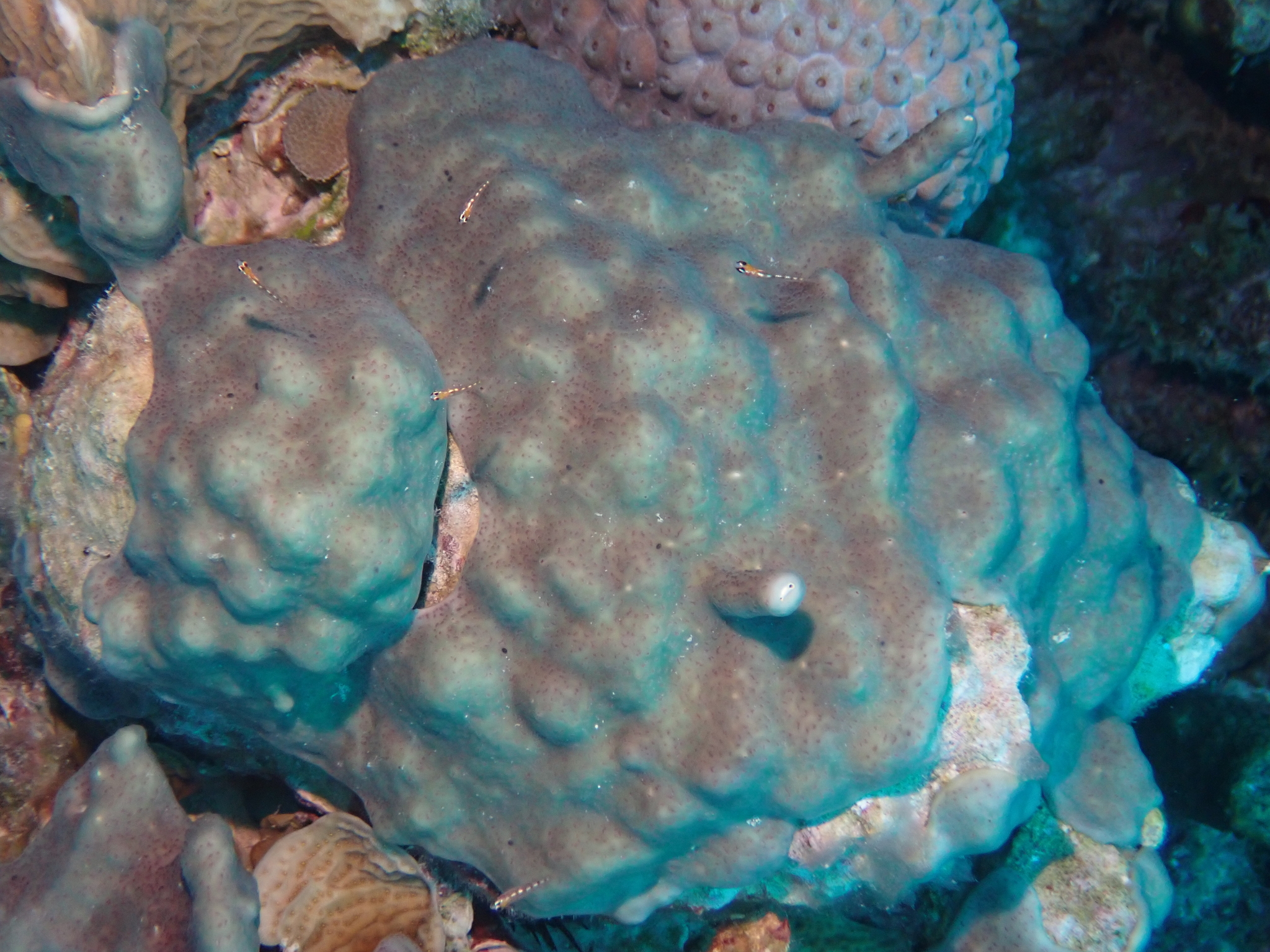 Trididemnum solidum (Van Name, 1902)