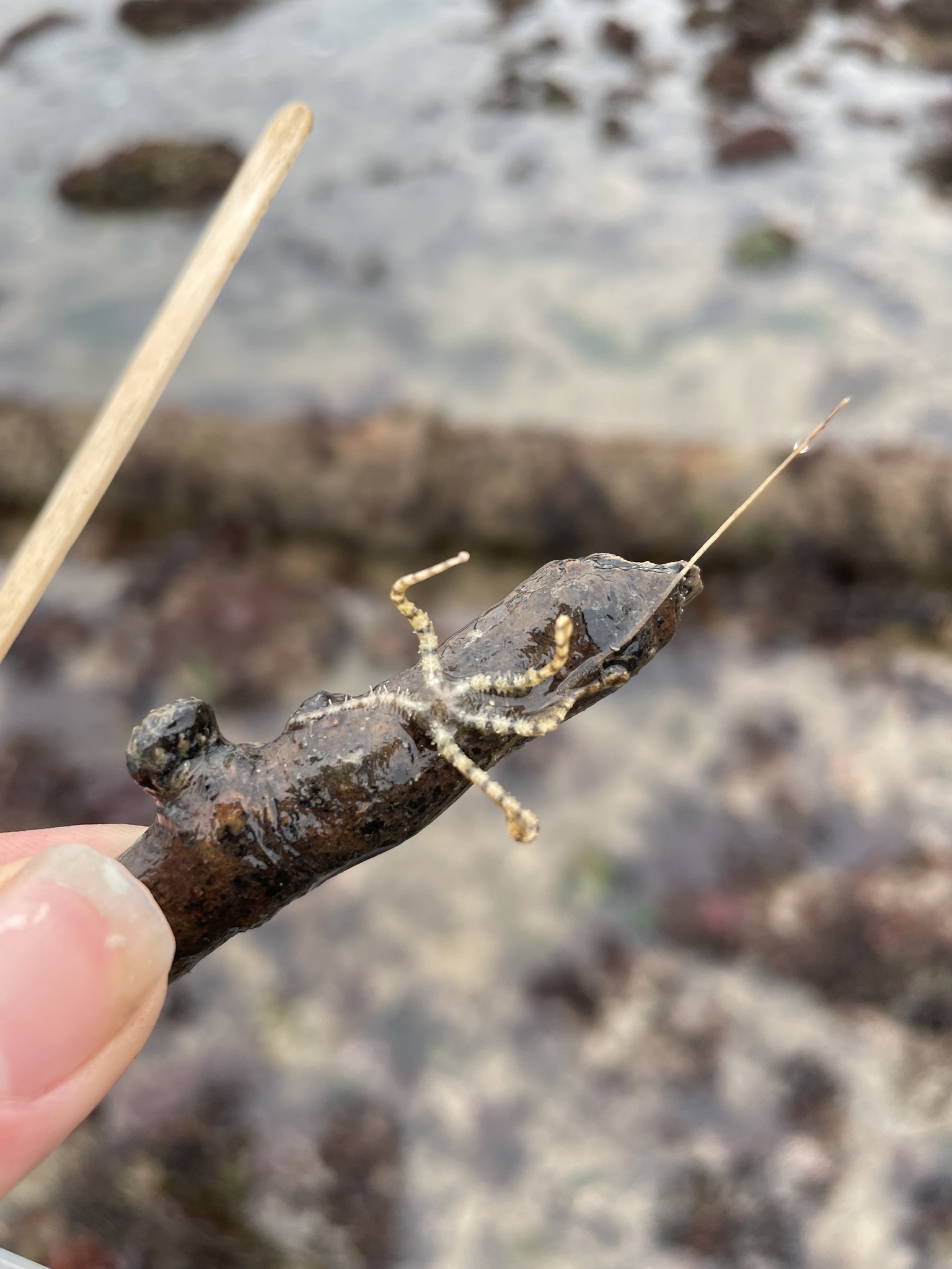 Ophiothrix fragilis (Abildgaard, 1789)