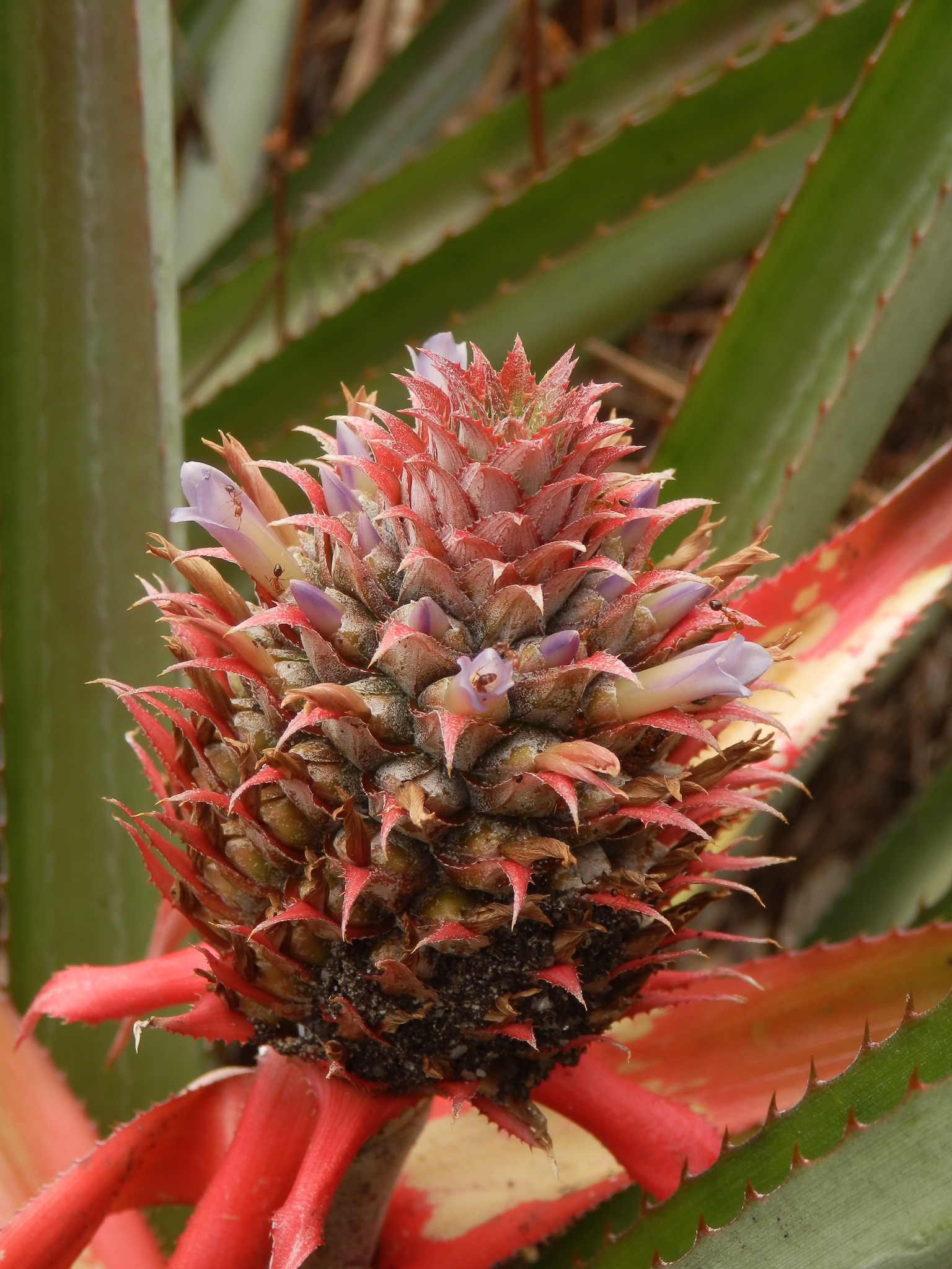 Ananas comosus (L.) Merr.