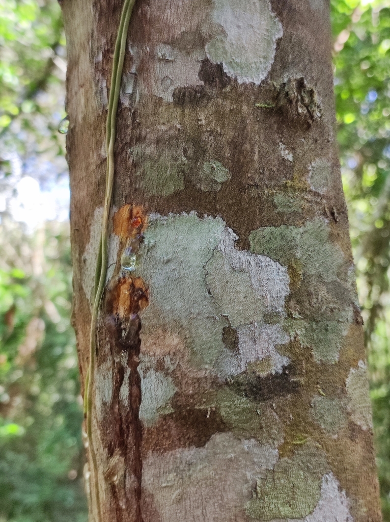 Protium copal from W4Q7+4C5, Flores, Guatemala on March 22, 2023 at 02: ...