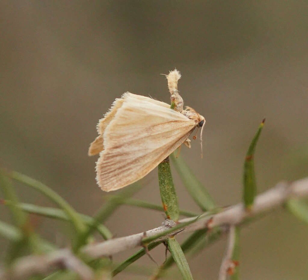 Lichen Moths from Lerderderg VIC 3458, Australia on March 17, 2023 at ...
