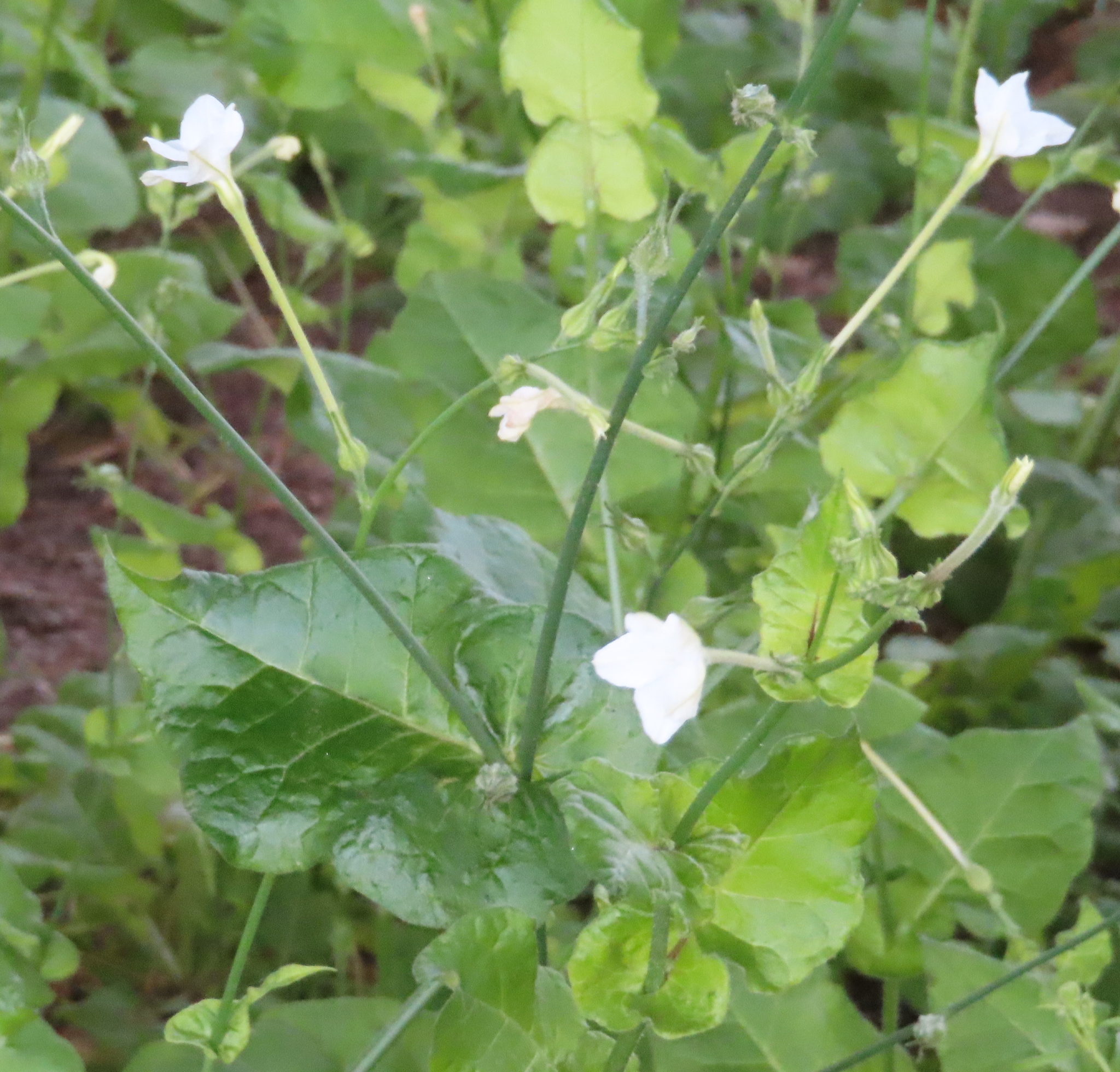 Nicotiana repanda Willd. ex Lehm.