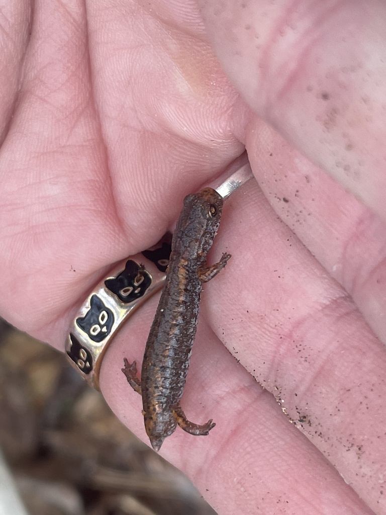 Four-toed Salamander from Georgetown, DE, US on March 22, 2023 at 01:44 ...