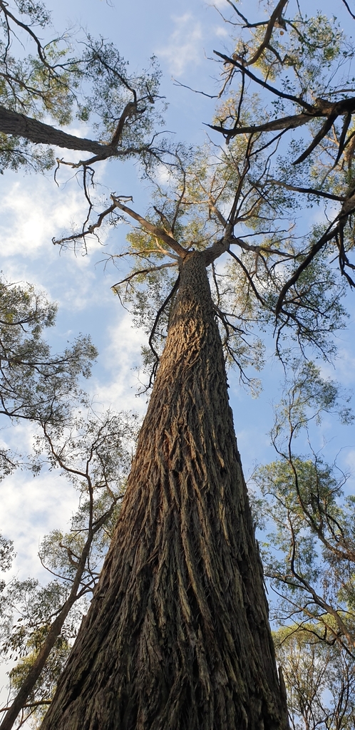Brown Stringybark from Gembrook VIC 3783, Australia on March 22, 2023 ...