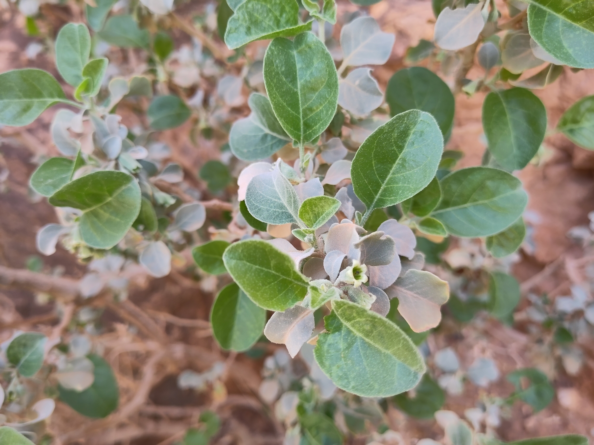 Withania adpressa Coss.