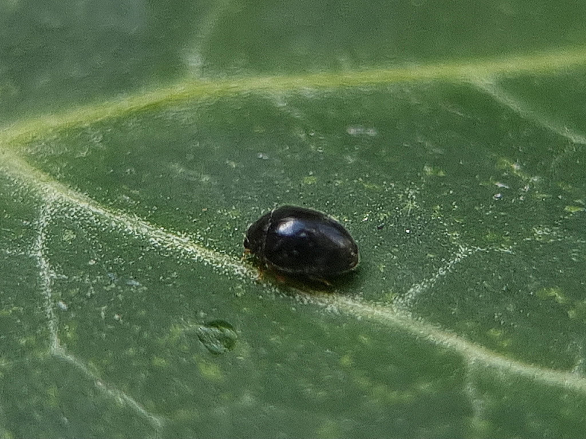 Stethorus pusillus (Herbst, 1797)