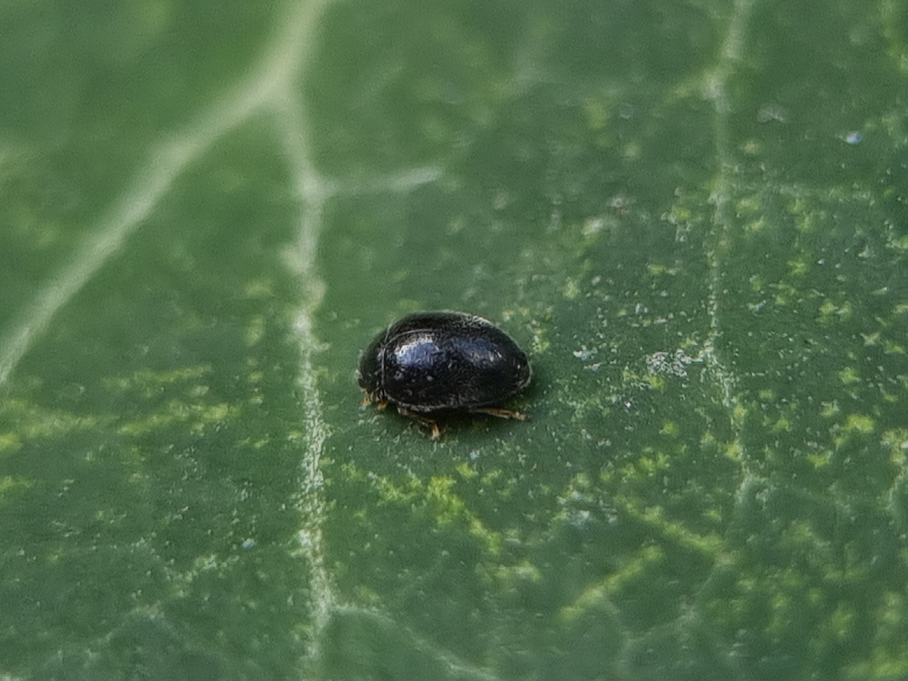 Stethorus pusillus (Herbst, 1797)