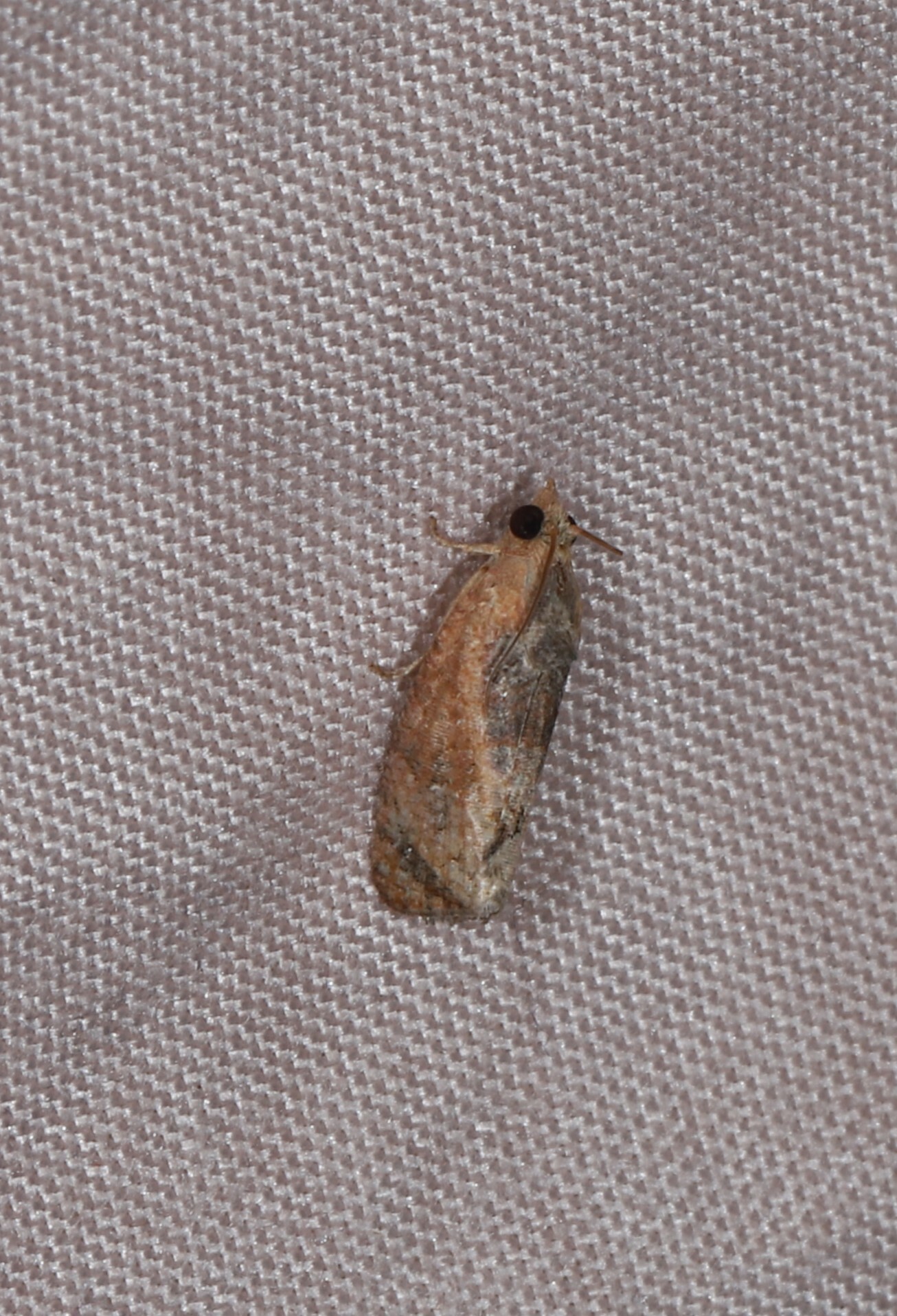Cryptophlebia ombrodelta (Lower, 1898)