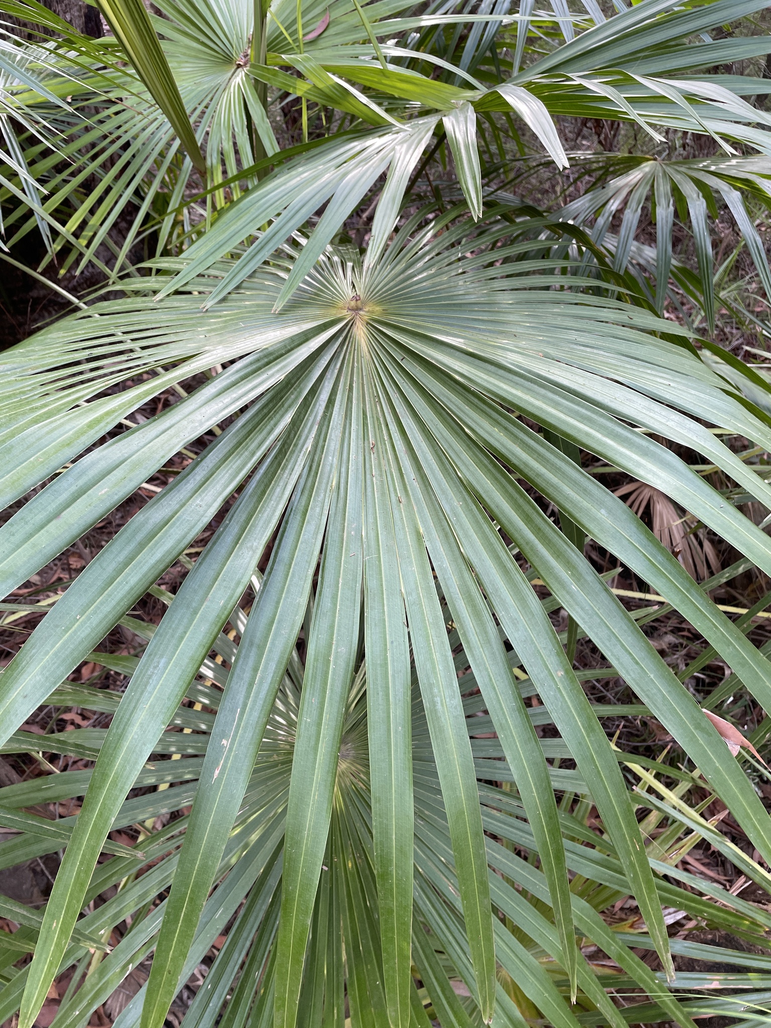 Livistona australis (R.Br.) Mart.