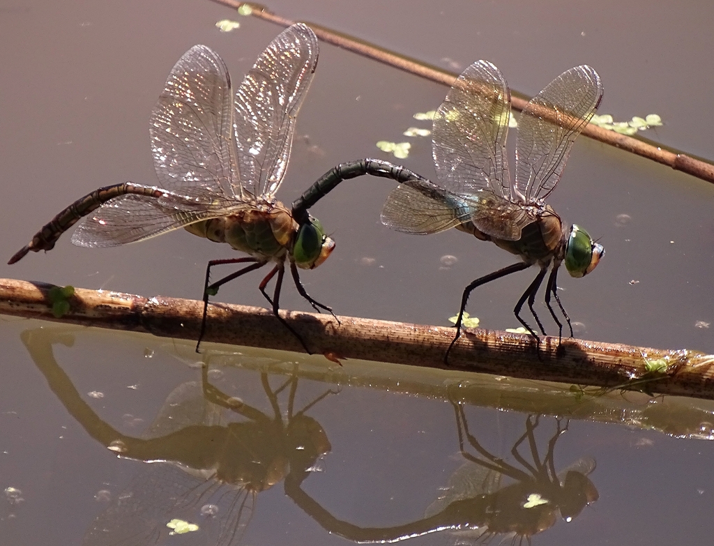 Kleine Königslibelle - Lesser Emperor (Madeira Dragonflies) · iNaturalist