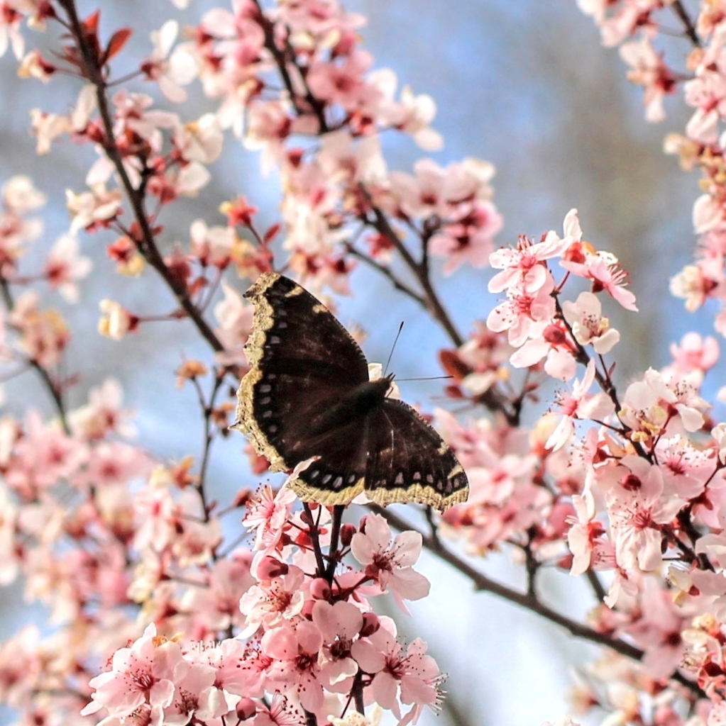 Mourning Cloak in March 2023 by Adrienne van den Beemt · iNaturalist