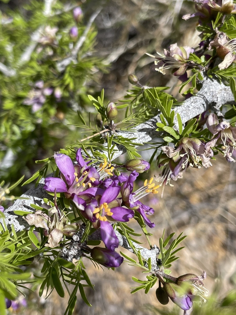Texas lignum-vitae from Big Bend National Park, Alpine, TX, US on March ...