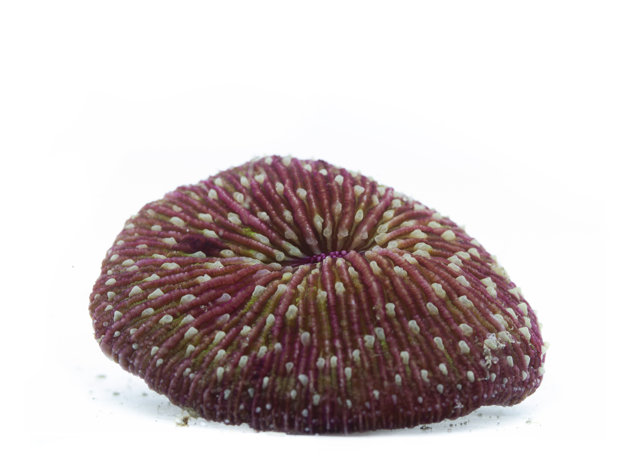 Lobactis scutaria (Lamarck, 1801)