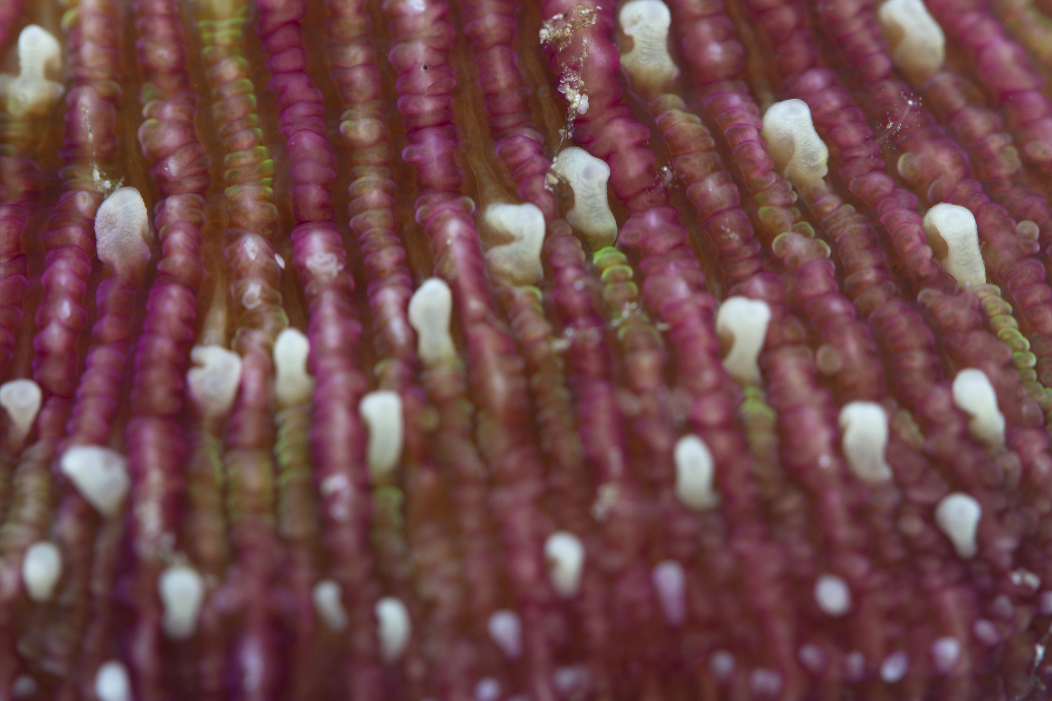 Lobactis scutaria (Lamarck, 1801)