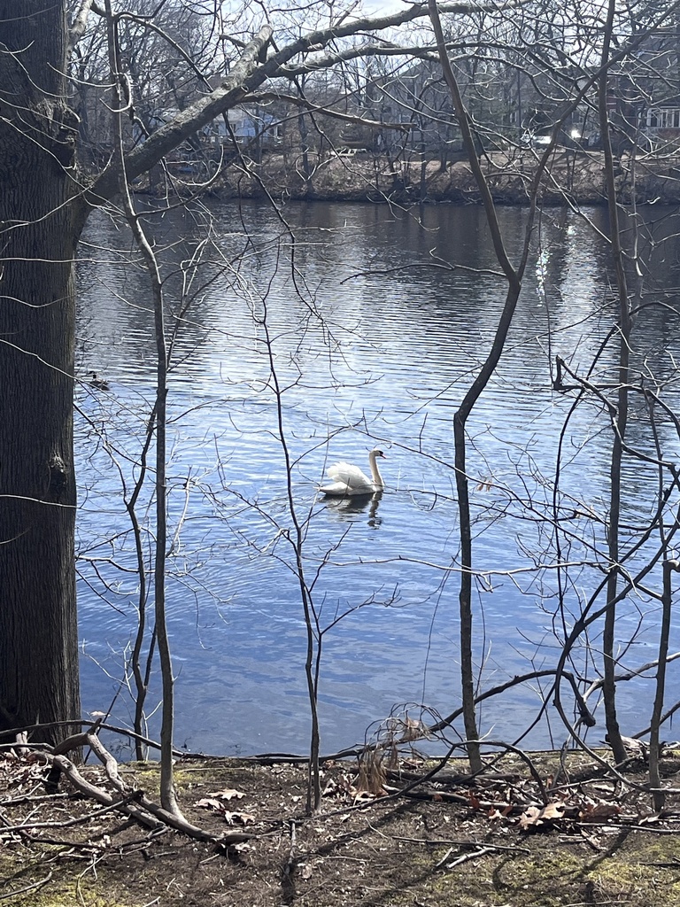 Mute Swan from Mount Feake Cemetery, Waltham, MA, US on March 18, 2023 ...